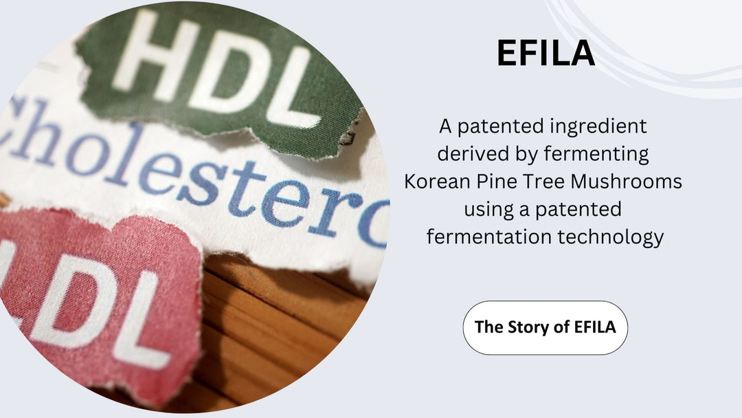 Efila Singapore – efilasg